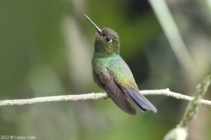 Calzadito de Muslo Anteado / Buff-thighed Puffleg (Haplophaedia assimilis)