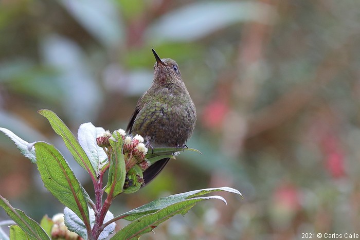Colibri barba de fuego / Fire-throated Metaltail (Metallura eupogon)