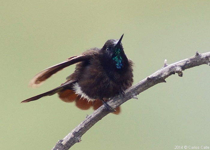 Colibri negro / Black Metaltail (Metallura phoebe)