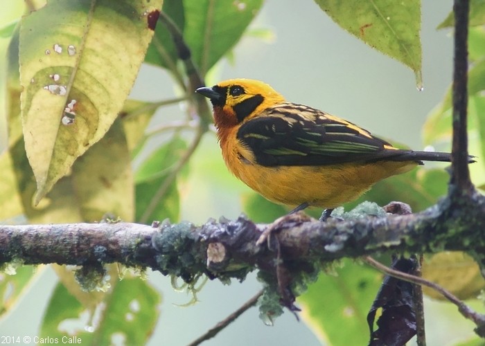 Tangara dorada / Golden Tanager