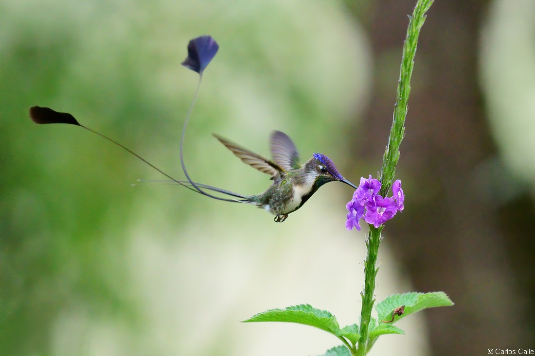 Northern Peru Birding Hotspots / Lugares para observar aves en el Norte ...